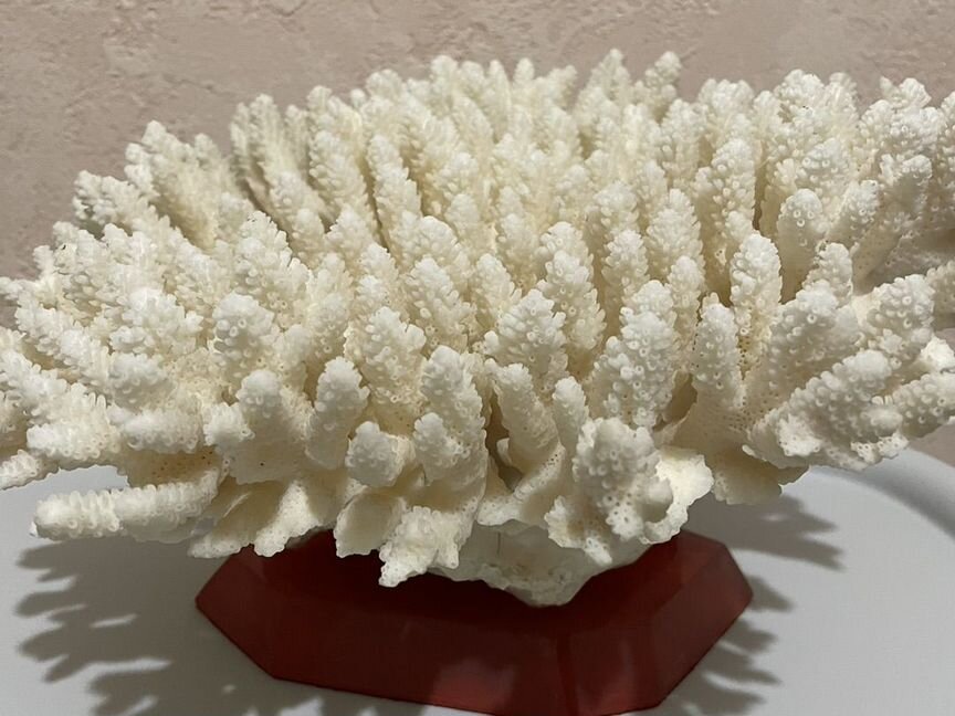 Морские кораллы