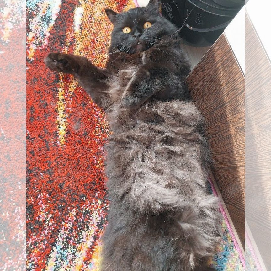 Шотландский прямоухий длинношёрстный, взрослый кот