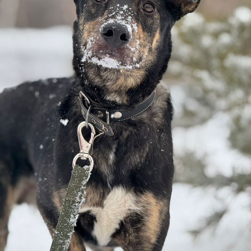 Рексик самый лучший