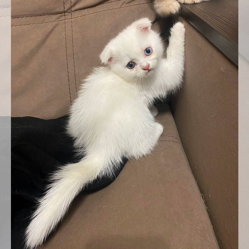 Вислоухий котенок