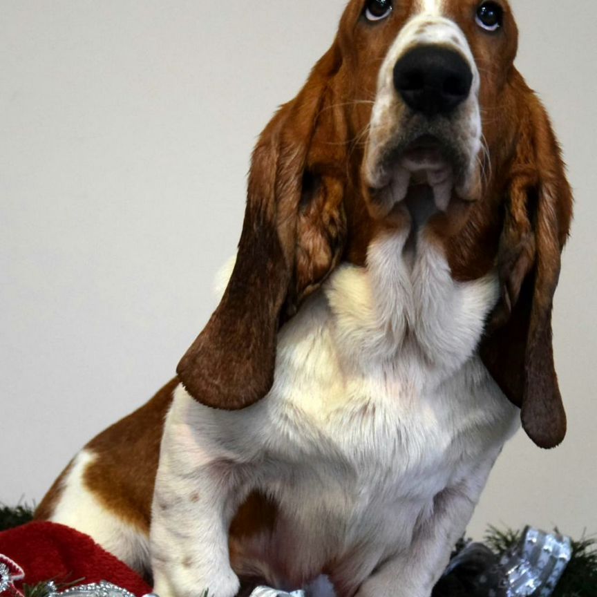 Прекрасные мальчики Бассеты