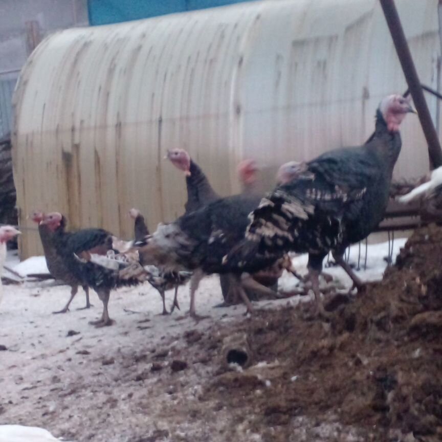 Домашняя птица