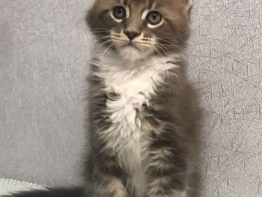 Красавцы мейнкуны в белых носочках