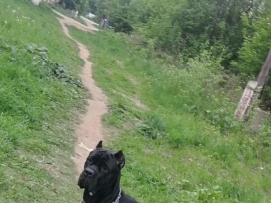 Вязка кане-корсо, кобель