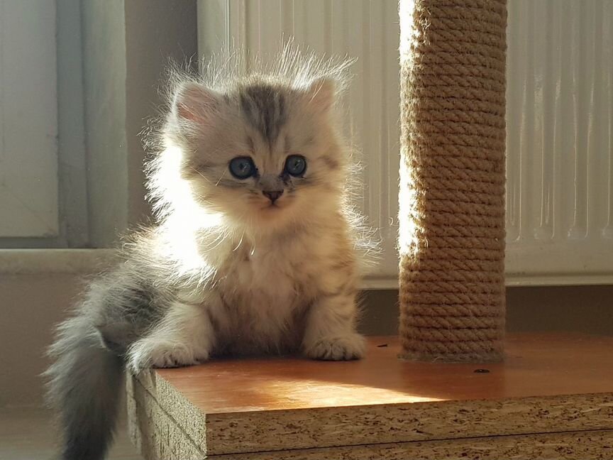 Британские котята