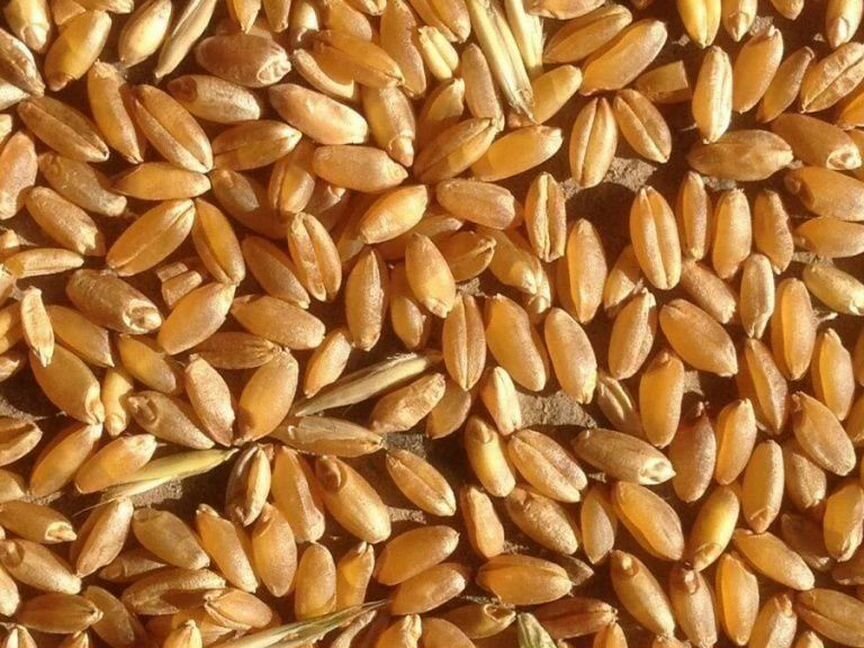 Пшеница фуражная