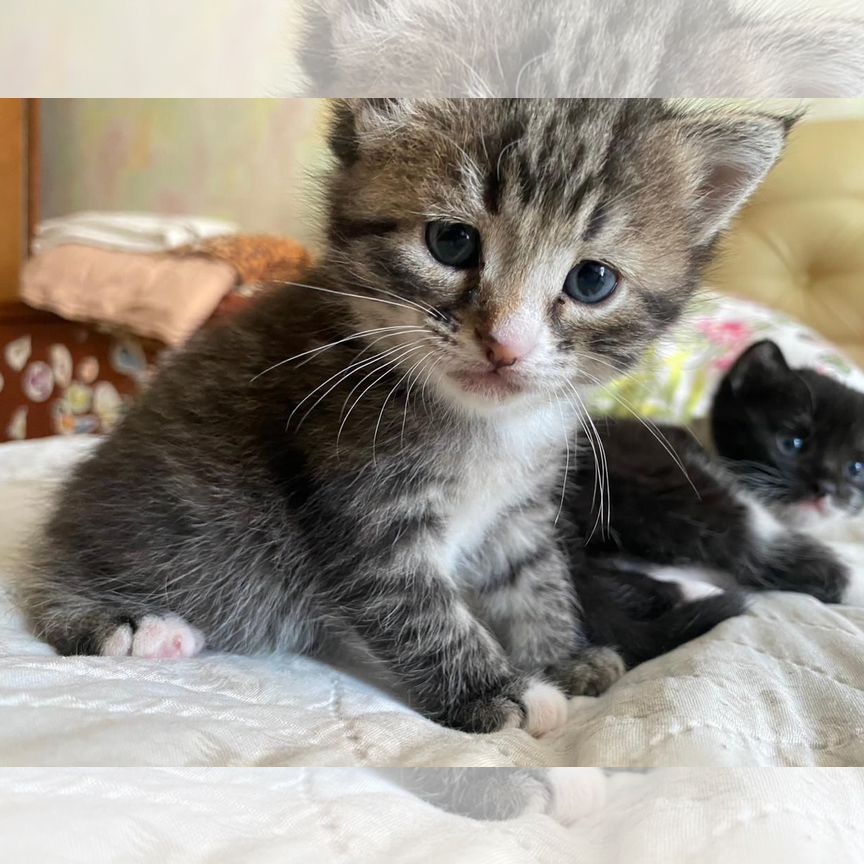 Котята в добрые руки, две девочки