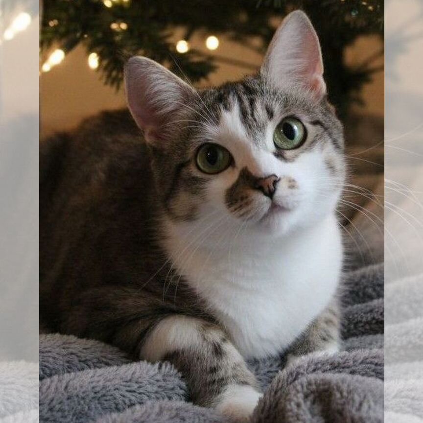 Европейская короткошёрстная, взрослая кошка