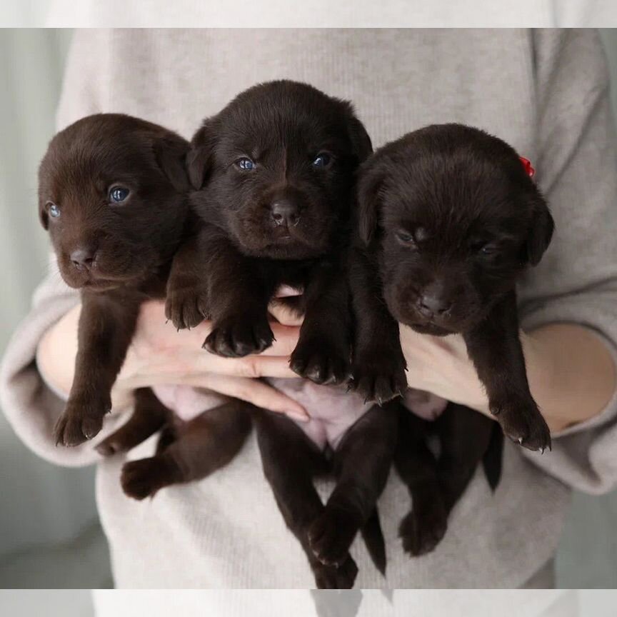 Лабрадор-ретривер, щенок