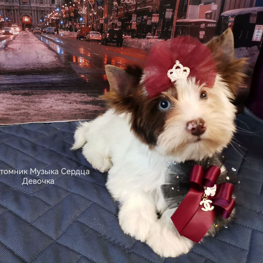 Эксклюзивная красотка