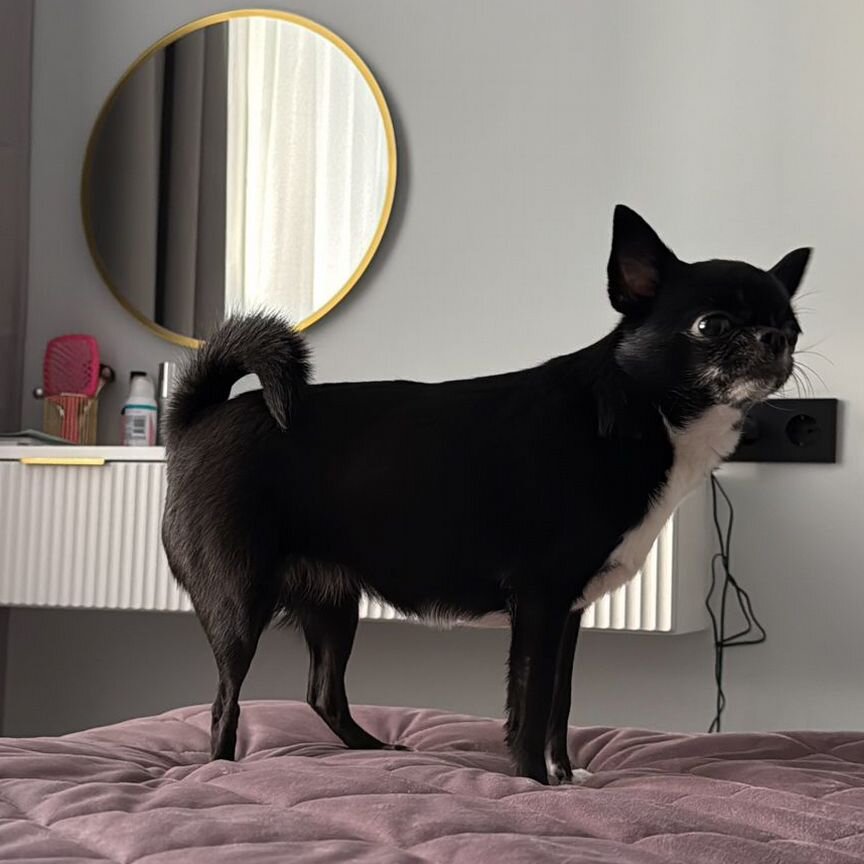 Чихуахуа, взрослая собака