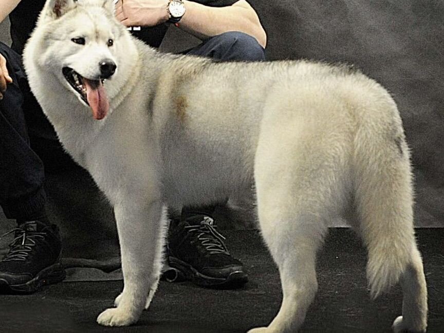 Шикарная девочка хаски