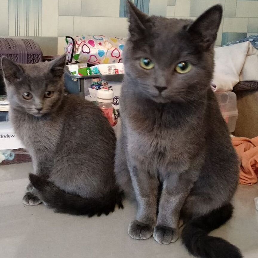 Британский короткошёрстный котёнок