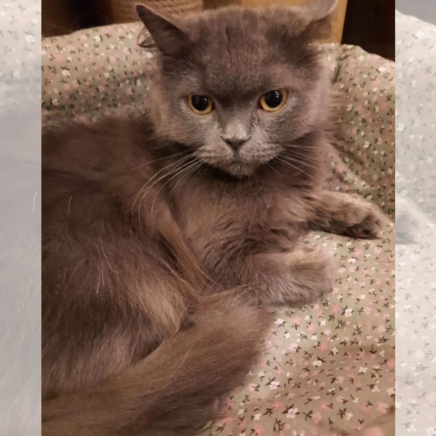 Кошечка в добрые руки