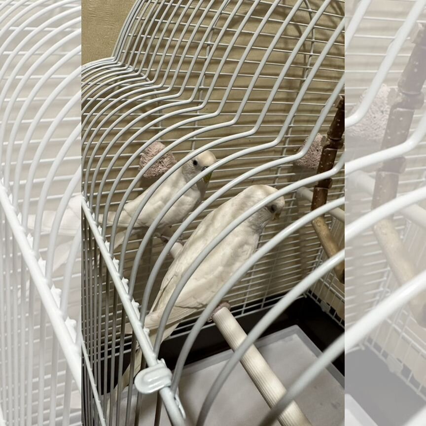 Попугаи волнистые с клеткой