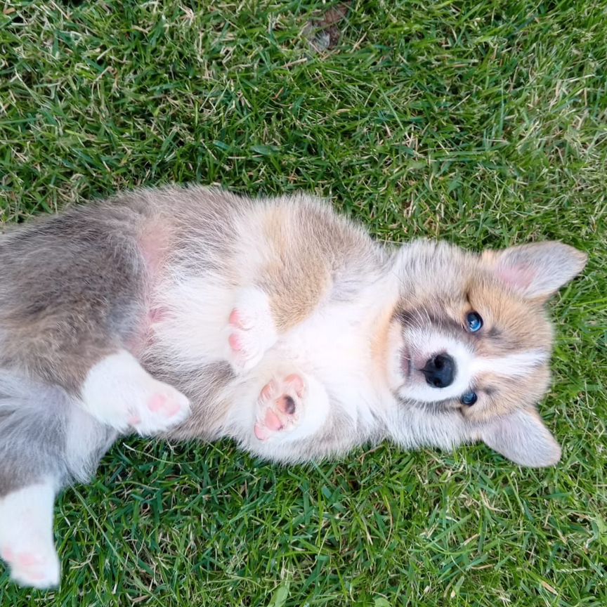 Продаются щенки породы вельш корги пемброк