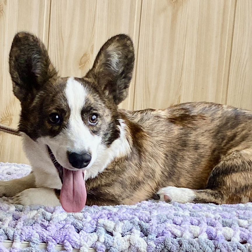 Вельш Корги Кардиган, щенок