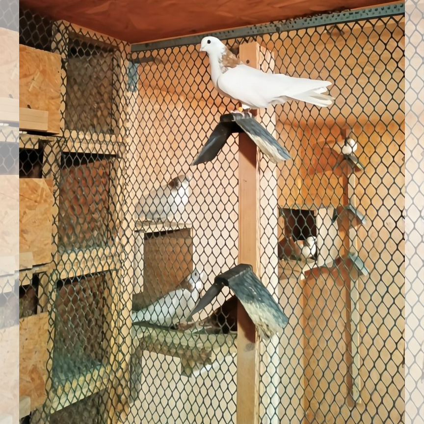 Ижевские голуби