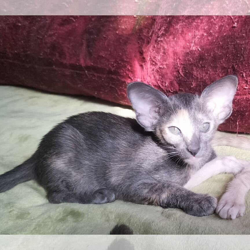 Ориентальный котёнок
