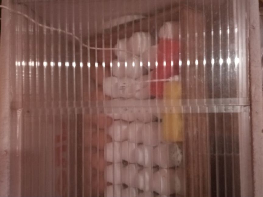 Инкубатор блиц норма 72 яйца