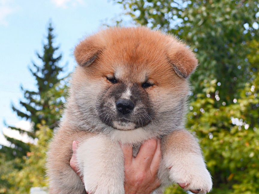 Акита Ину щенки от чемпионов РКФ, России и KZ