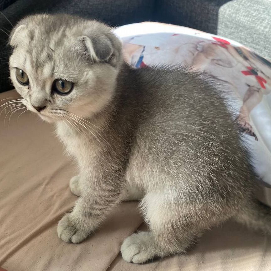 Шотландский вислоухий котенок (мальчик) бесплатно
