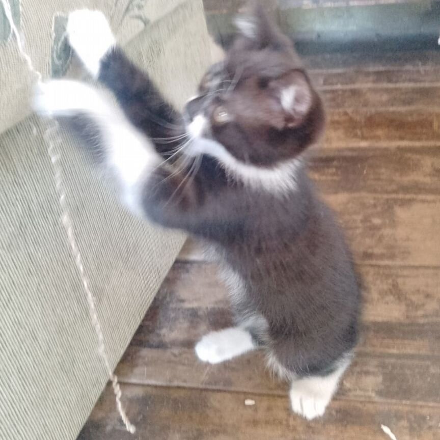 Котята 2 месяца