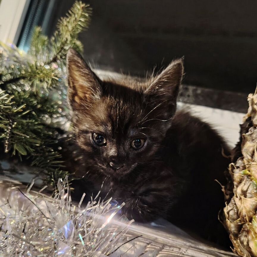 Мейн-кун котёнок