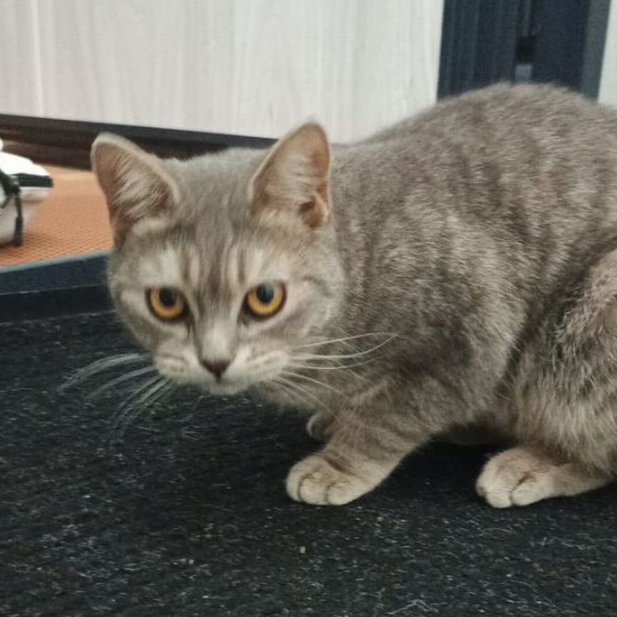 Взрослая кошка в добрые руки