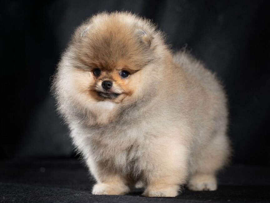 Шпиц померанский мини