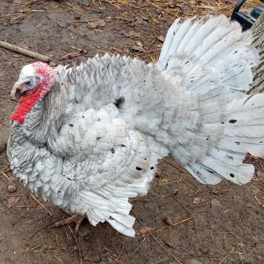 Индюки домашние