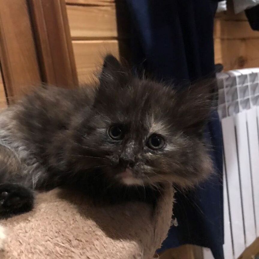 Сибирские котята