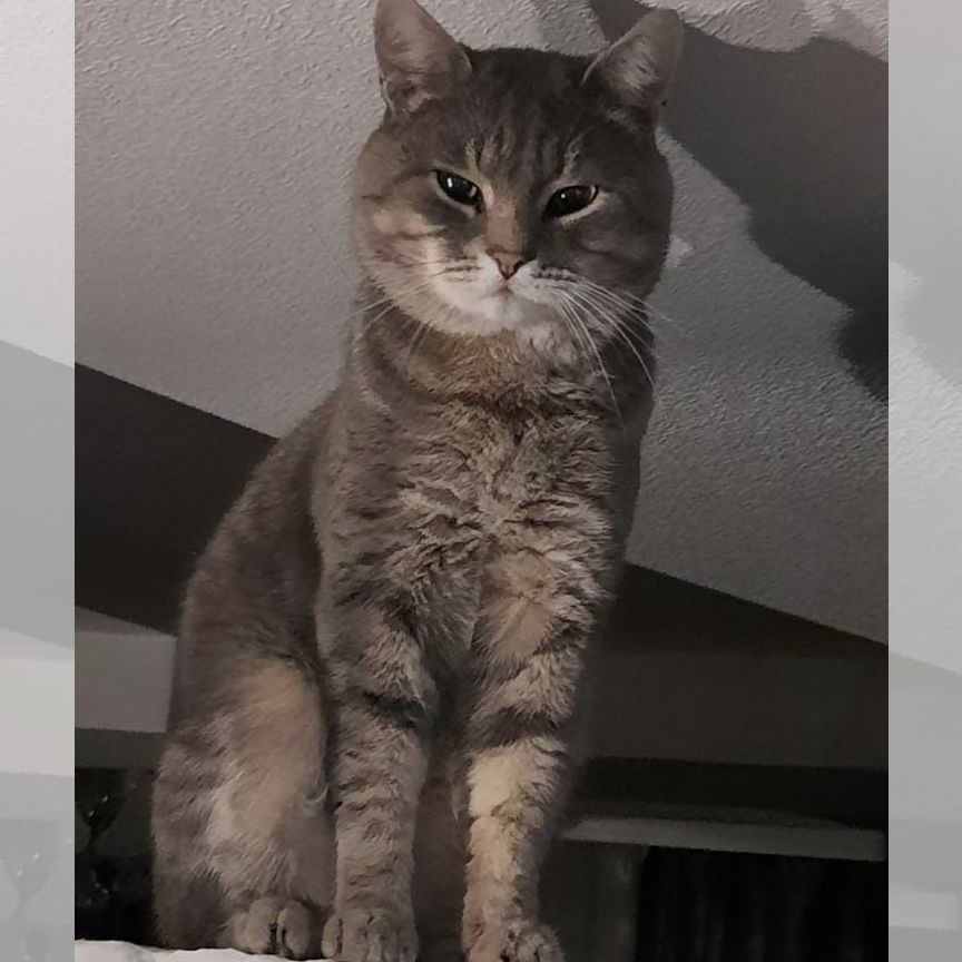 Отдам кота в добрые руки