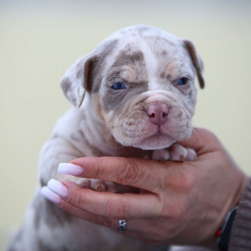 Шикарный мальчишка Булли