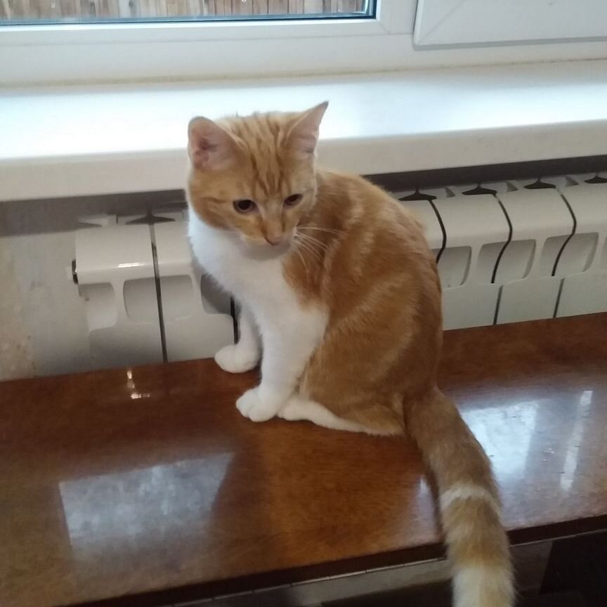 Нежный котик в добрые руки