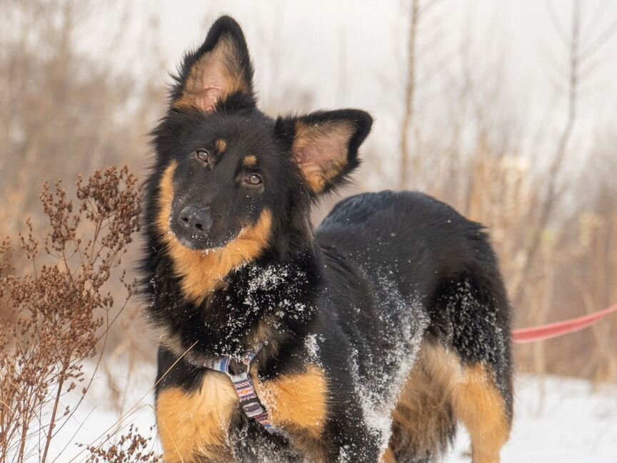 Мальта, очаровательная, молодая собака из приюта