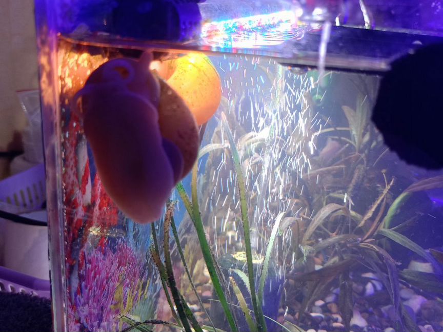 Улитка Ампулярия