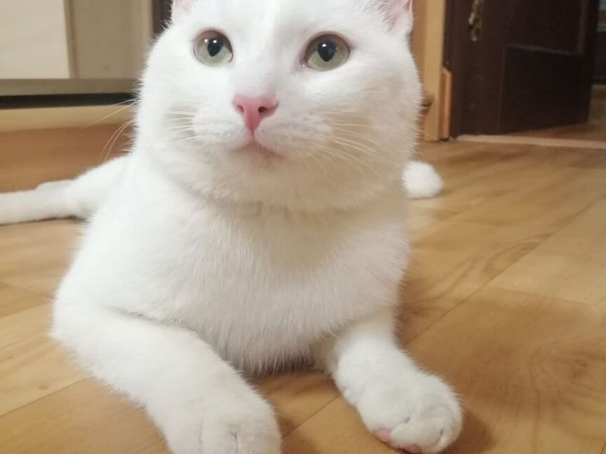 Зефир 9 мес