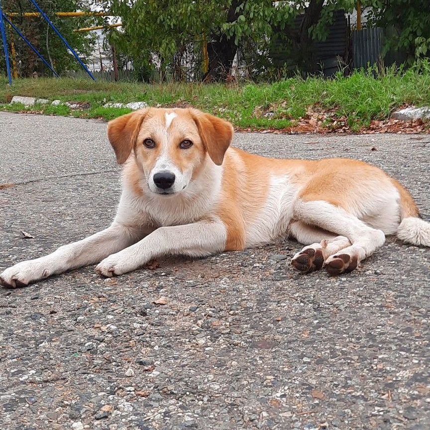 Щенок мальчик в добрые руки