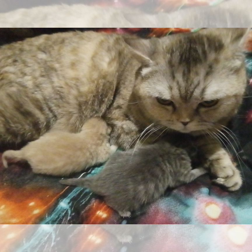 Шотландский вислоухий короткошёрстный котёнок