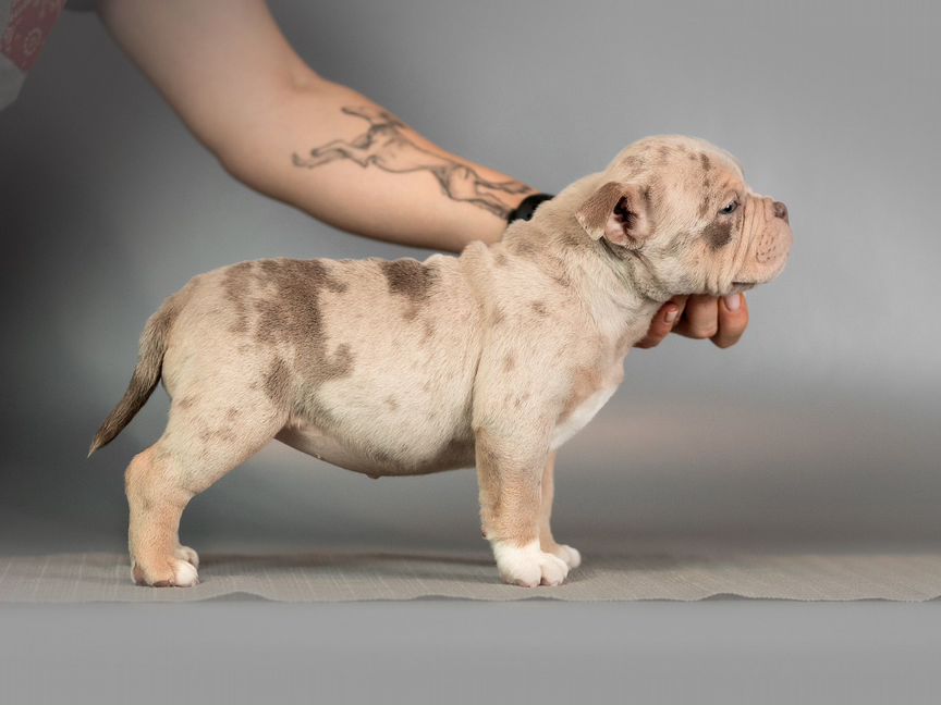 Американский булли - прекрасные малыши