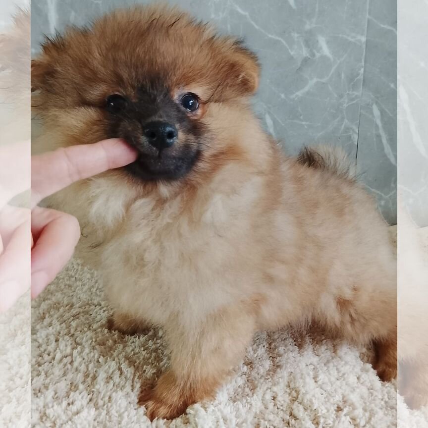 Померанский шпиц, щенок