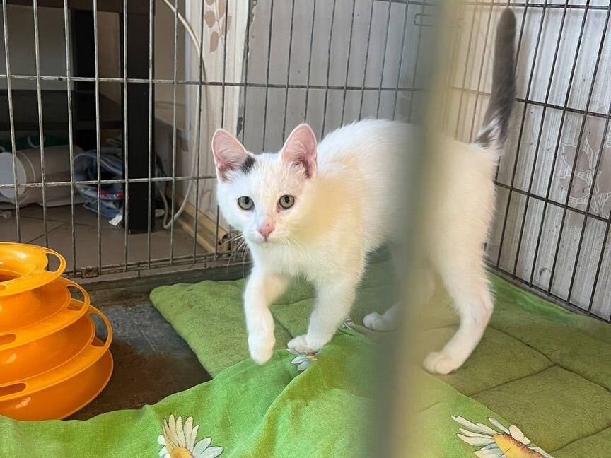 Отдам в добрые руки