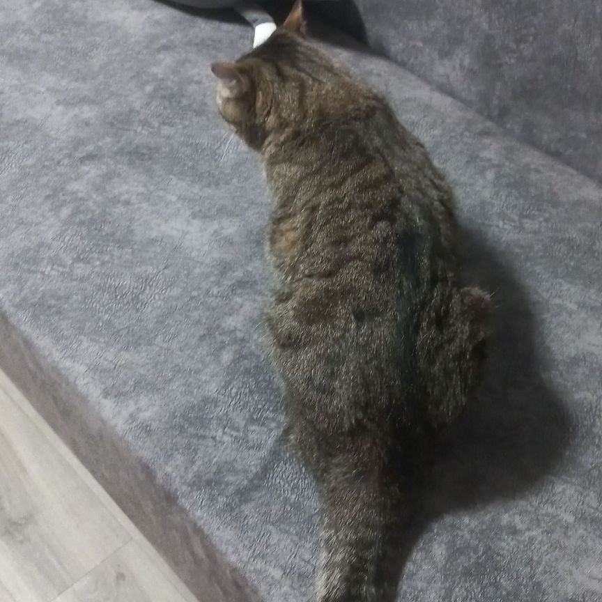 Взрослый кот в добрые руки