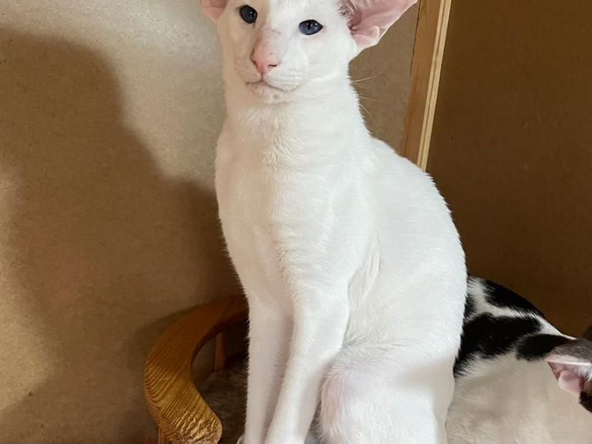 Ориентальный кот вязка