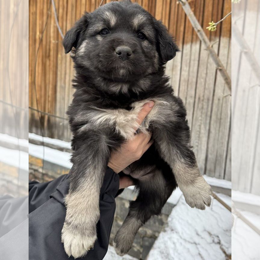Щенки бесплатно
