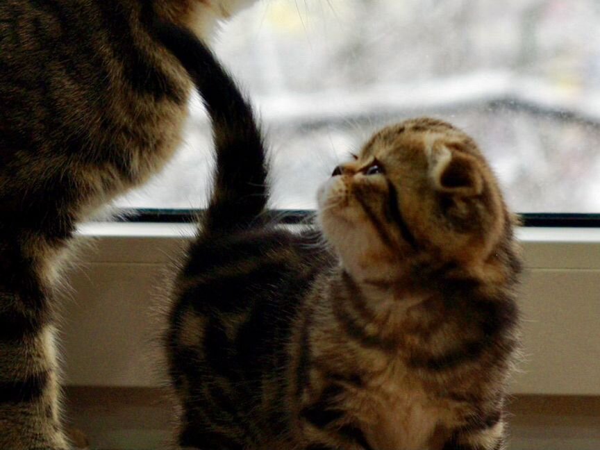 Шотландские вислоухие и прямоухие котята