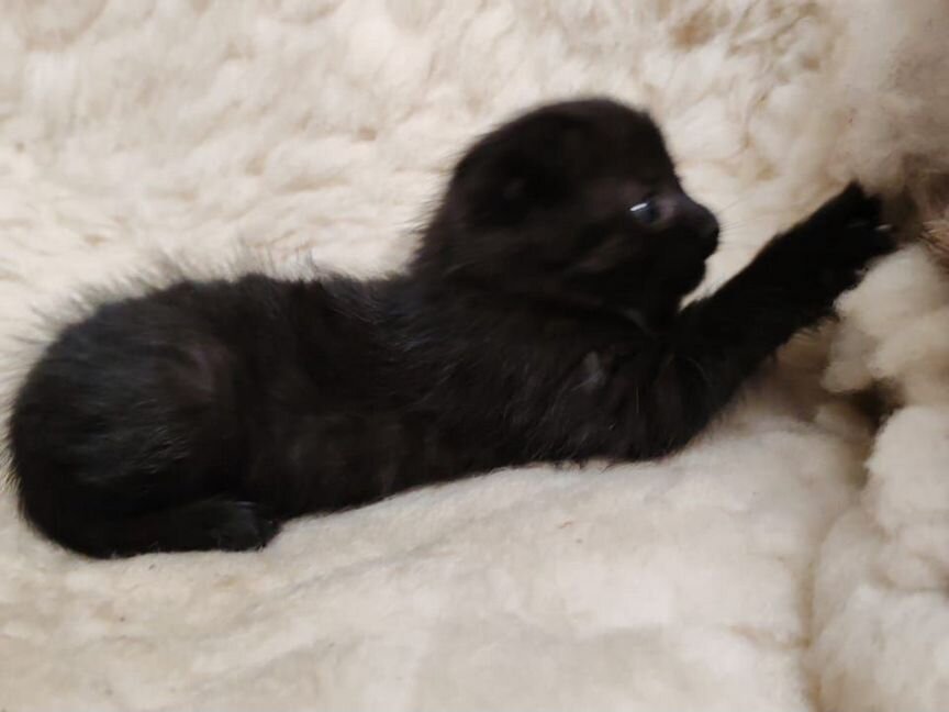 Котята в добрые руки бесплатно