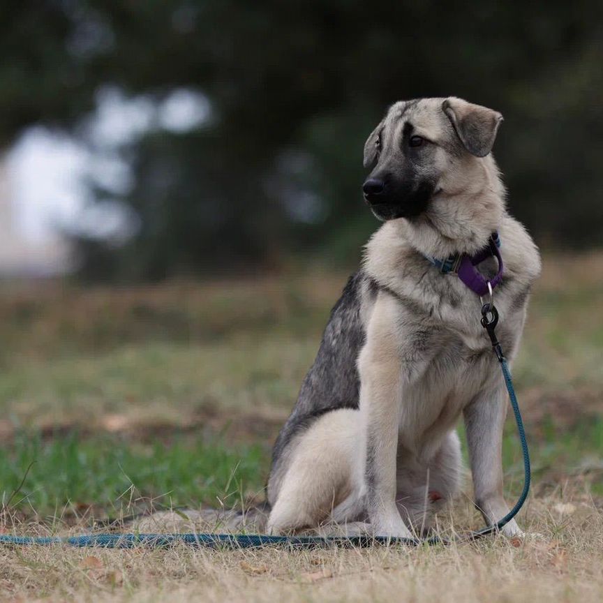 Собака щенок в добрые руки
