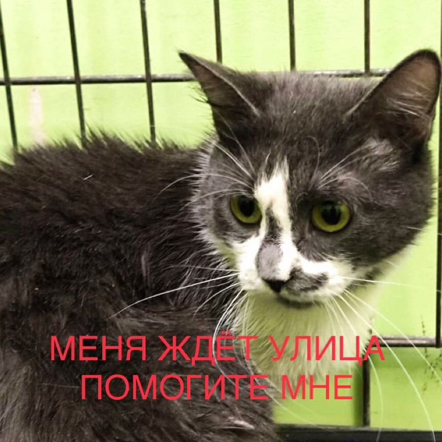 Кисуню вернут на улицу